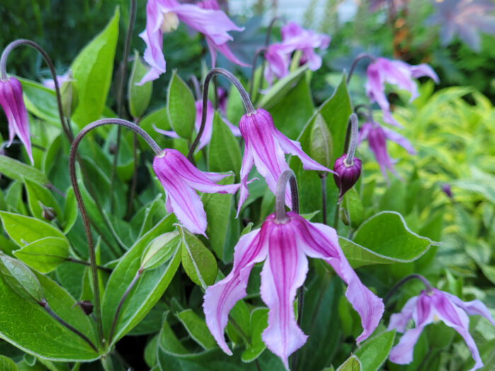 Return to Keith’s Zone 3 Garden - Fine Gardening