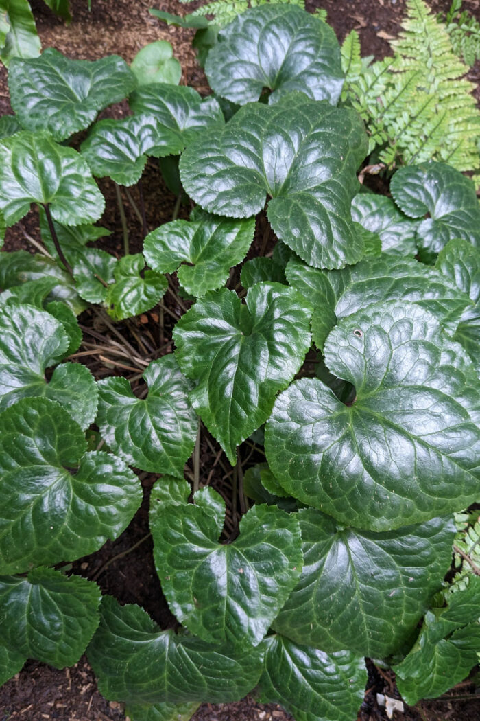 Episode 131: Green Plants - Fine Gardening