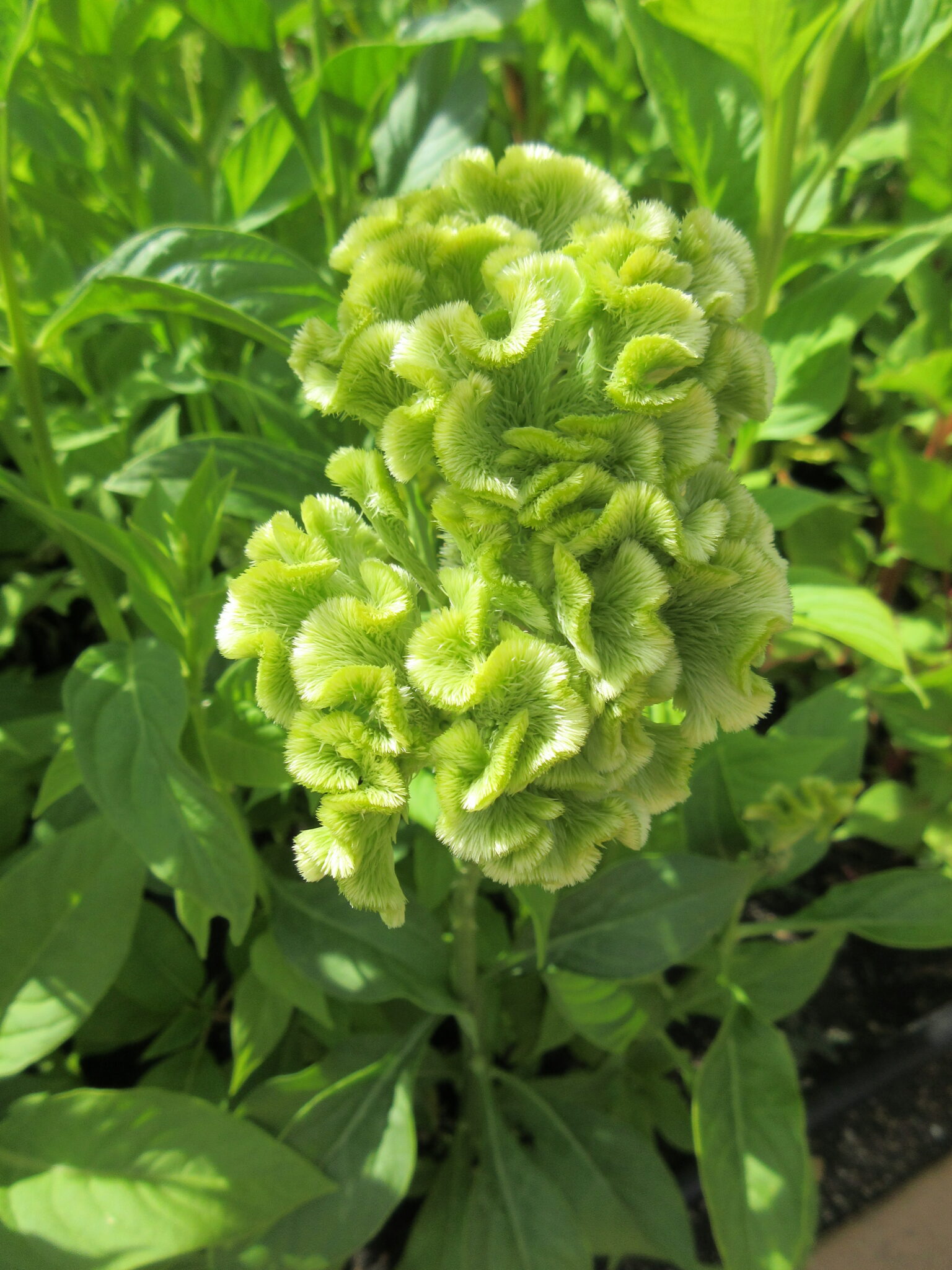 Episode 131: Green Plants - Fine Gardening