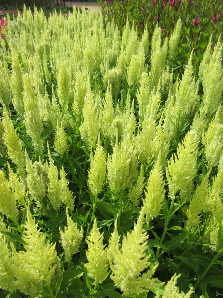 Episode 131: Green Plants - Fine Gardening