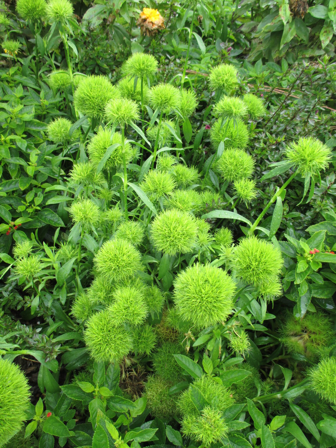 Episode 131: Green Plants - Fine Gardening