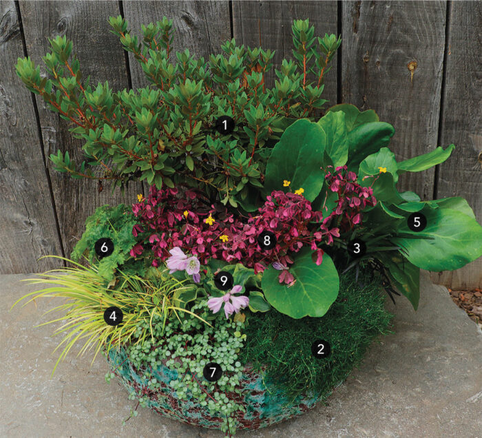 A Jewel-Box Garden Container for Shade That Shines All Year - Fine ...