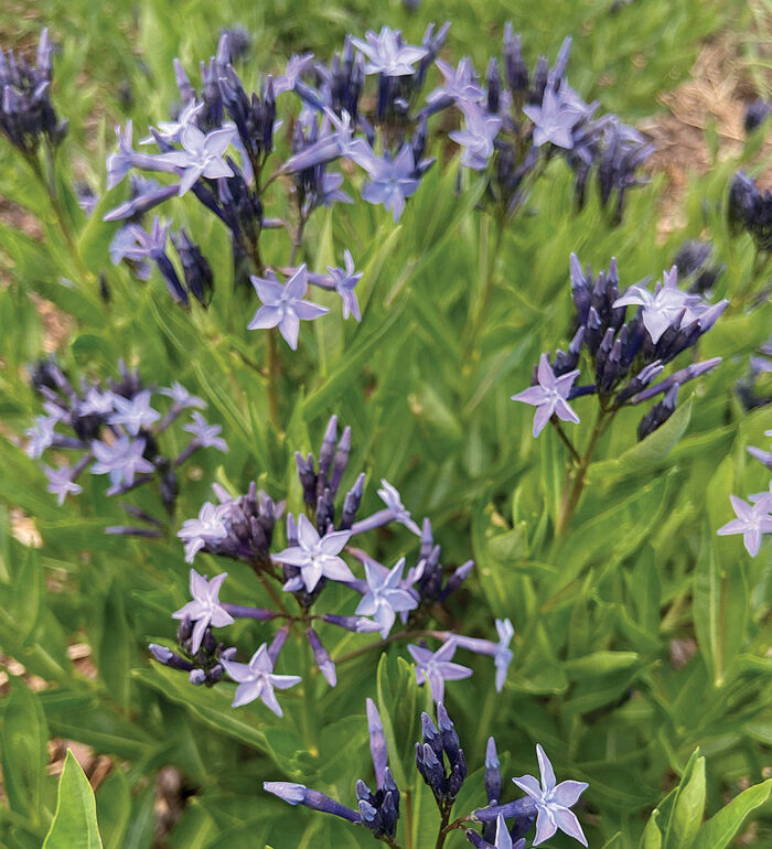 Shopping-List Plants for the Mid-Atlantic - Fine Gardening