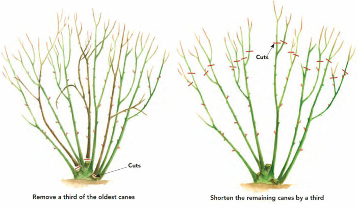 Simple Approaches to Rose Pruning - Fine Gardening