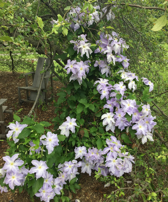 An Easy Approach to Clematis Pruning - Fine Gardening