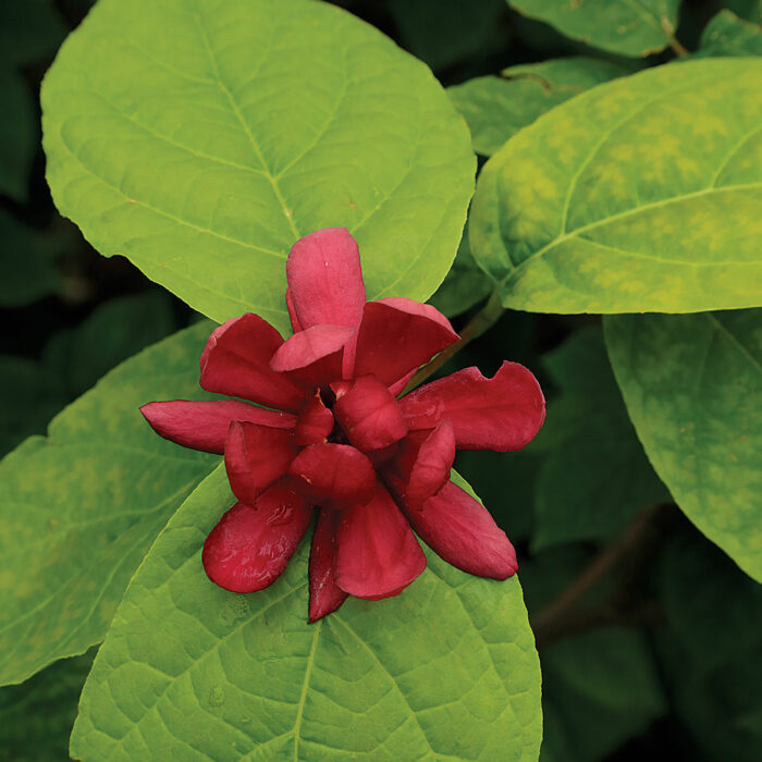 Best of the Sweetshrubs: Plant Trial Results - Fine Gardening