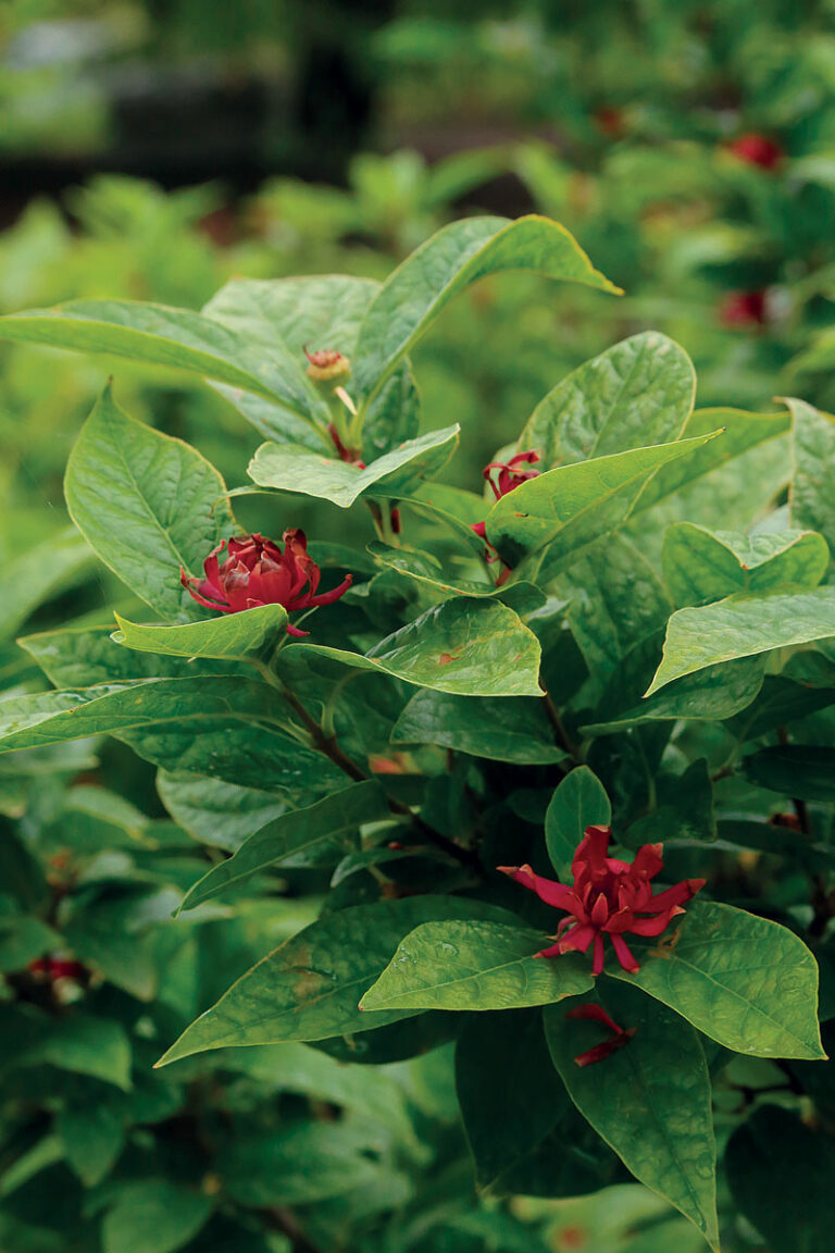 Best of the Sweetshrubs: Plant Trial Results - Fine Gardening