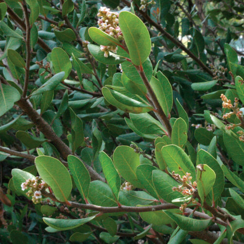 Shopping-List Plants for Southern California - Fine Gardening