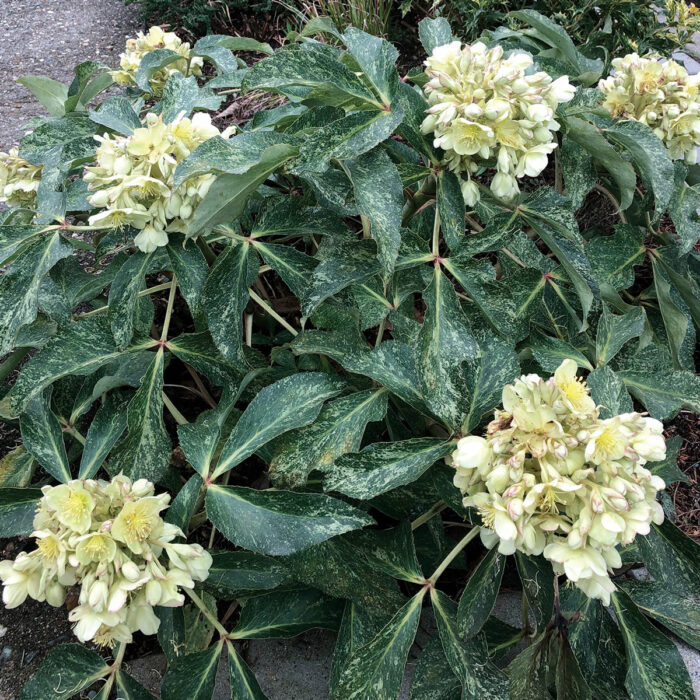 Shopping-List Plants for the Northwest - Fine Gardening