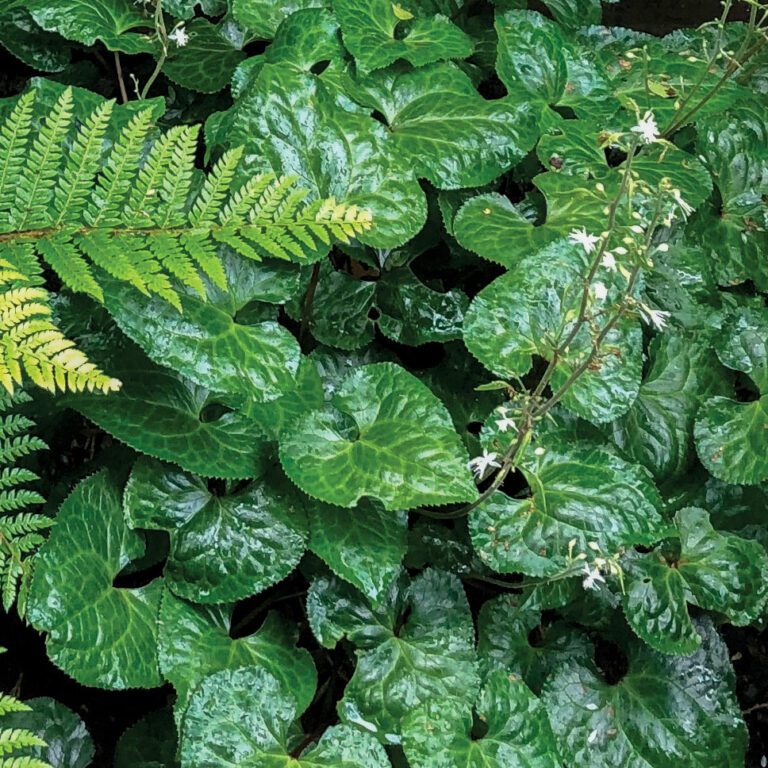 Shopping-List Plants for the Northwest - Fine Gardening