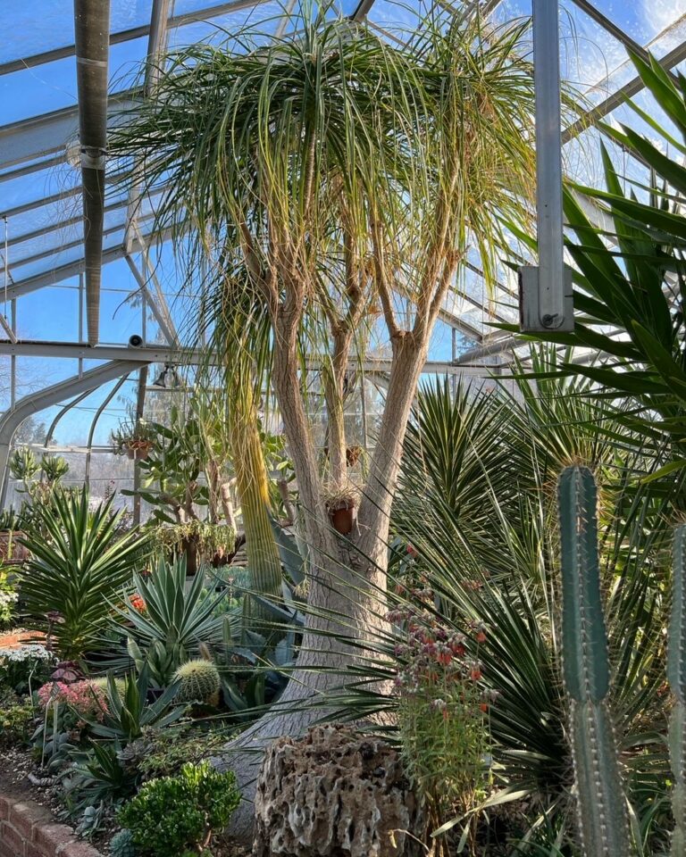The Arid Greenhouse at the Centennial Park Conservatory - Fine Gardening