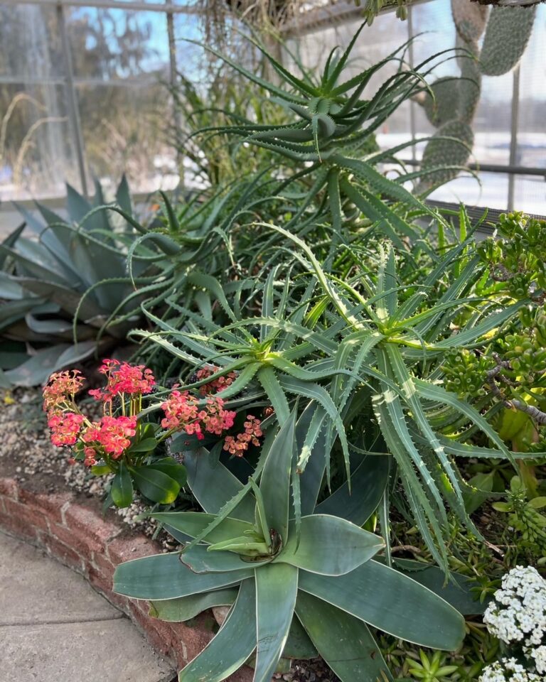 The Arid Greenhouse at the Centennial Park Conservatory - Fine Gardening