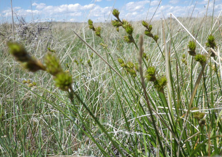 3 Hardy Native Sedges You Should Grow - Fine Gardening