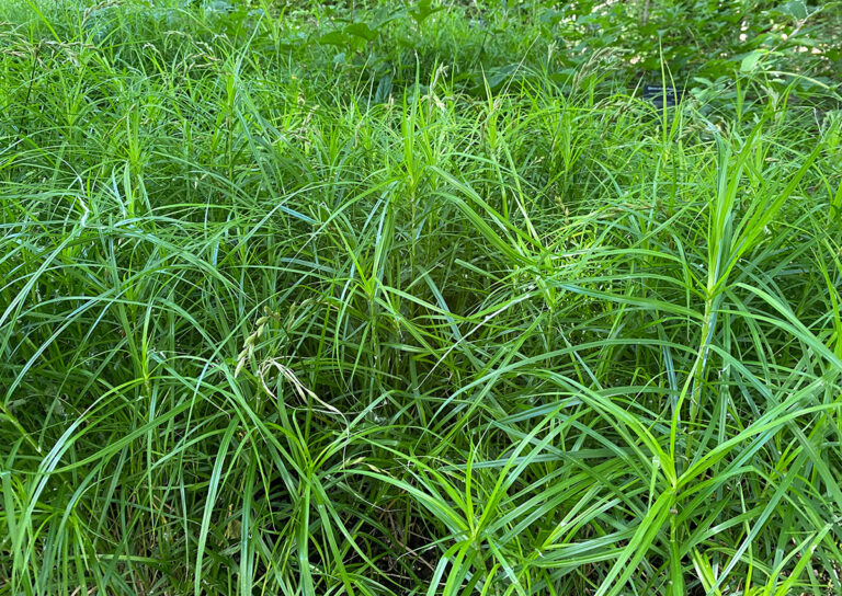 3 Hardy Native Sedges You Should Grow - Fine Gardening