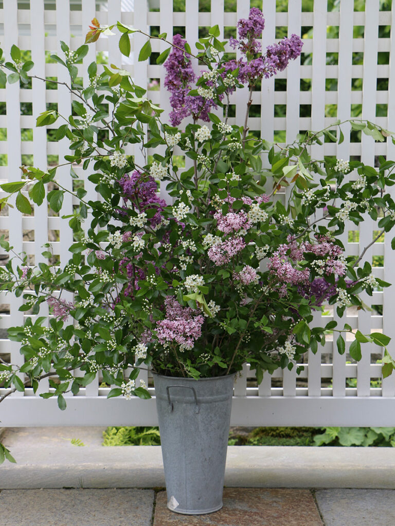 Lilacs: How to Grow Them and Favorite Varieties - Fine Gardening