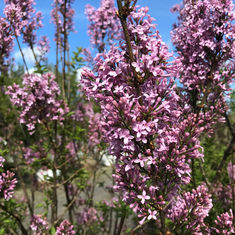 Lilacs: How to Grow Them and Favorite Varieties - Fine Gardening