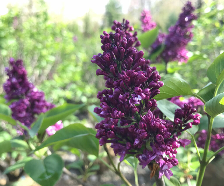 Lilacs: How to Grow Them and Favorite Varieties - Fine Gardening
