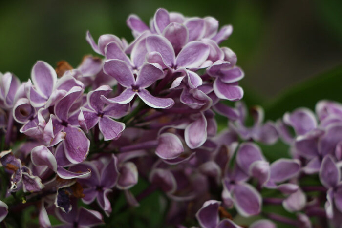 Lilacs: How to Grow Them and Favorite Varieties - Fine Gardening