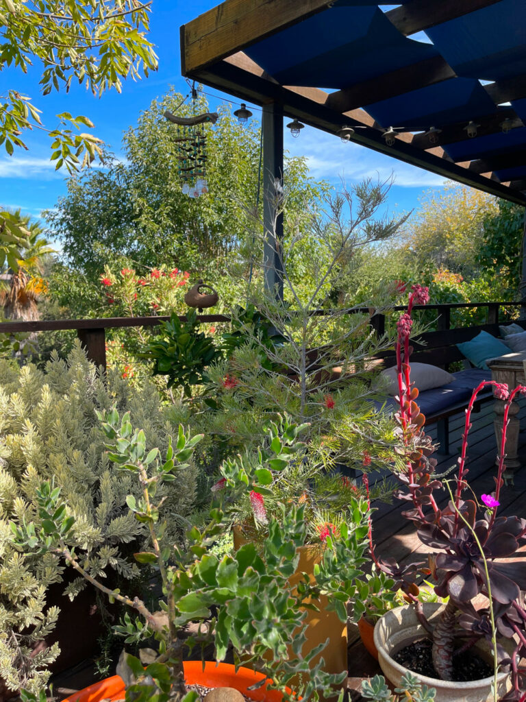 Steve’s Southern California Garden - Fine Gardening