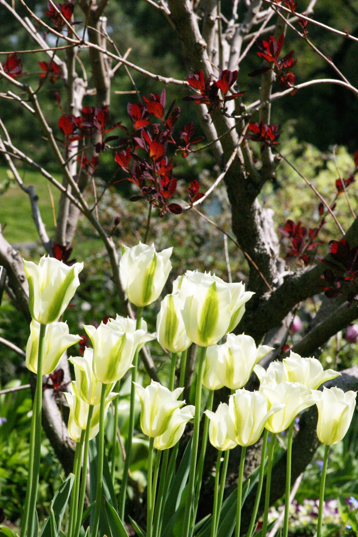 Episode 132: A Tribute to Tulips - Fine Gardening