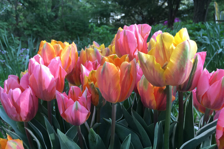 Episode 132: A Tribute to Tulips - Fine Gardening
