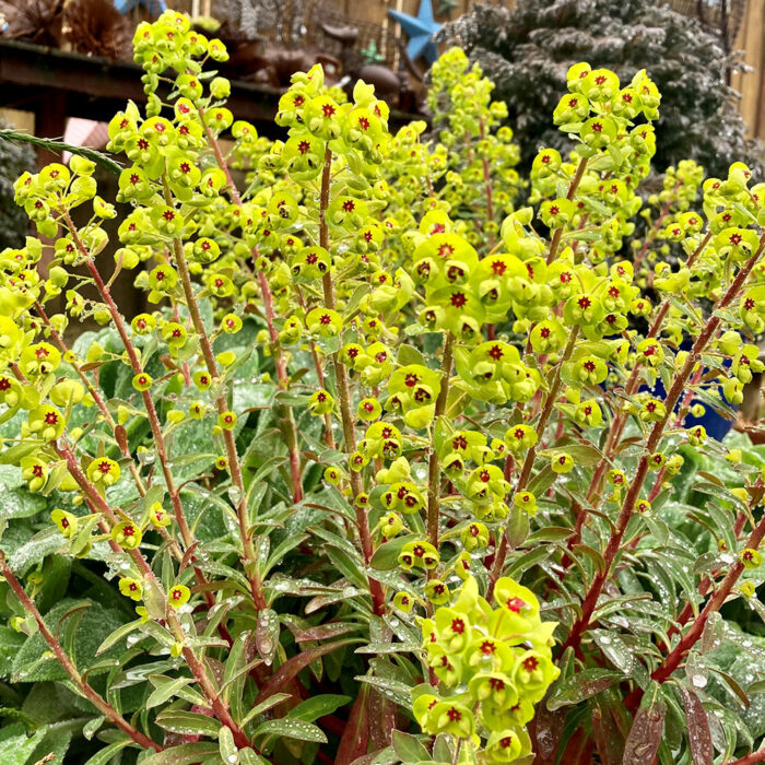 The Best Filler Flowers for Beautiful Cut-Flower Bouquets - Fine Gardening