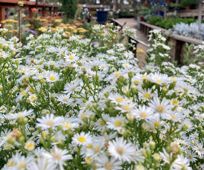 The Best Filler Flowers for Beautiful Cut-Flower Bouquets - Fine Gardening