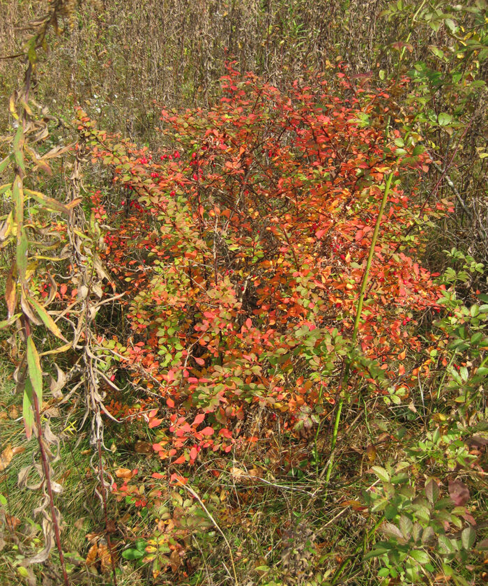 Identifying and Controlling Common Invasive Plants - Fine Gardening