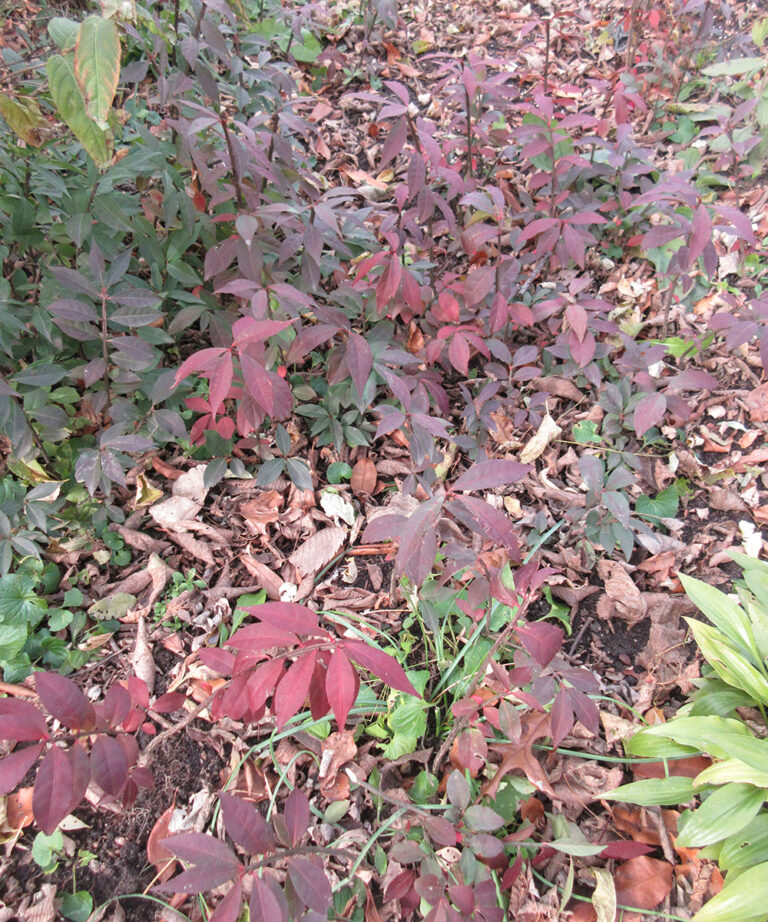 Identifying and Controlling Common Invasive Plants - Fine Gardening