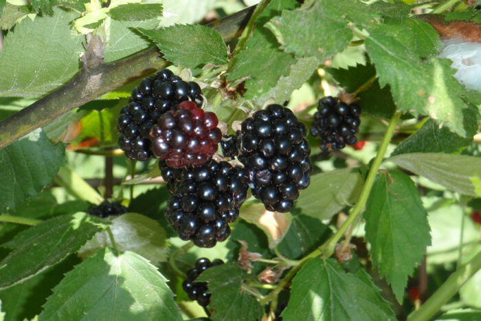 Growing Blackberries in Southern Gardens - Fine Gardening