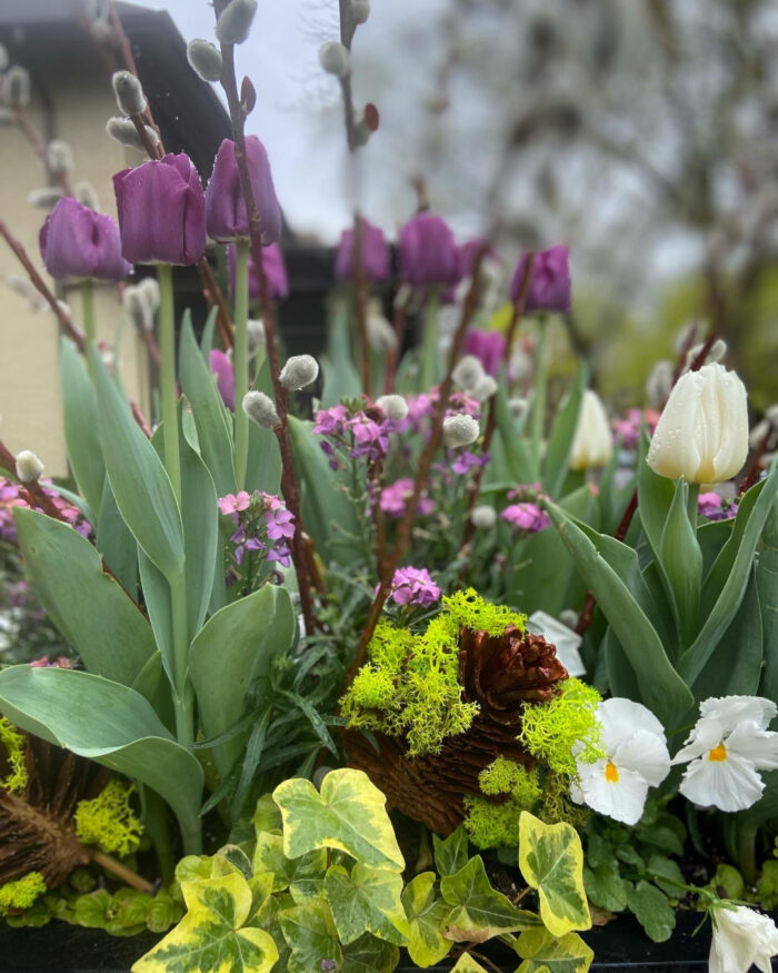 Spring Container Designs - Fine Gardening