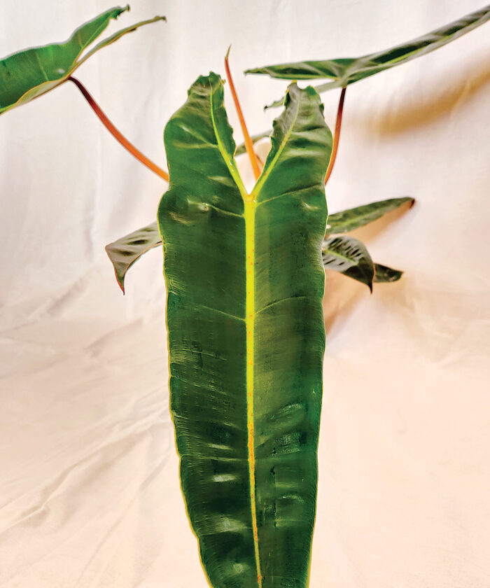 How to Grow and Care for Philodendrons - Fine Gardening