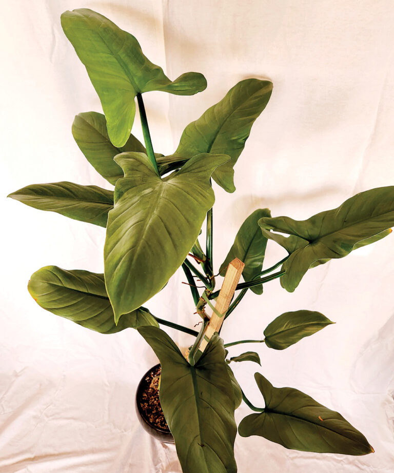 How to Grow and Care for Philodendrons - Fine Gardening