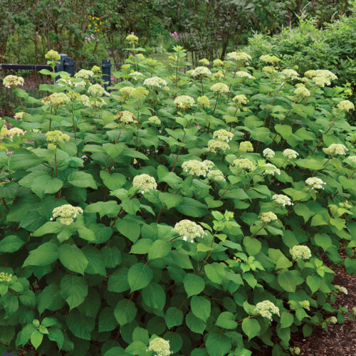 The Best Native Hydrangeas: Plant Trial Results - Fine Gardening