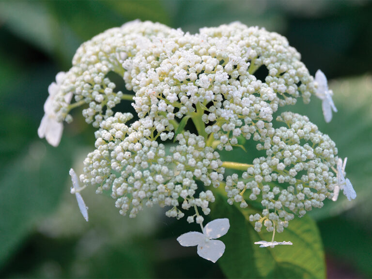 The Best Native Hydrangeas: Plant Trial Results - Fine Gardening