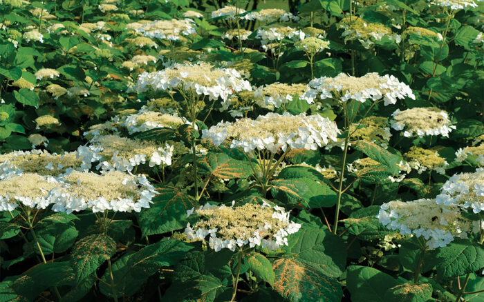 The Best Native Hydrangeas: Plant Trial Results - Fine Gardening