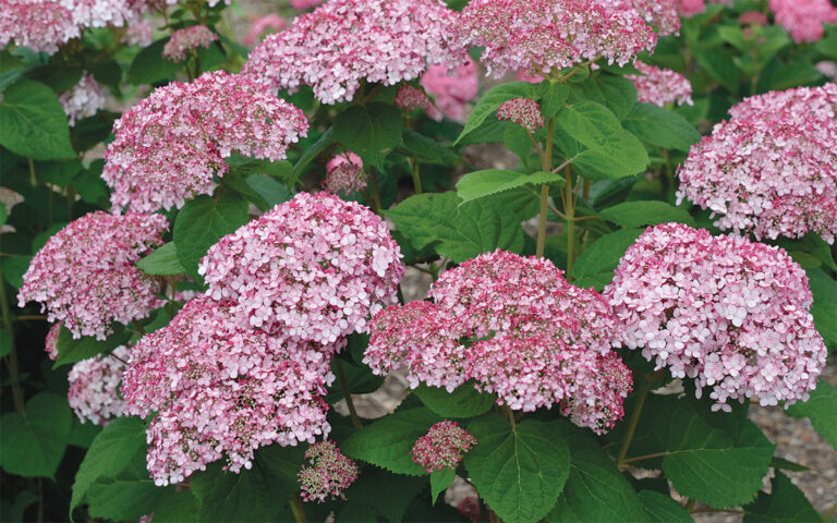 The Best Native Hydrangeas: Plant Trial Results - Fine Gardening