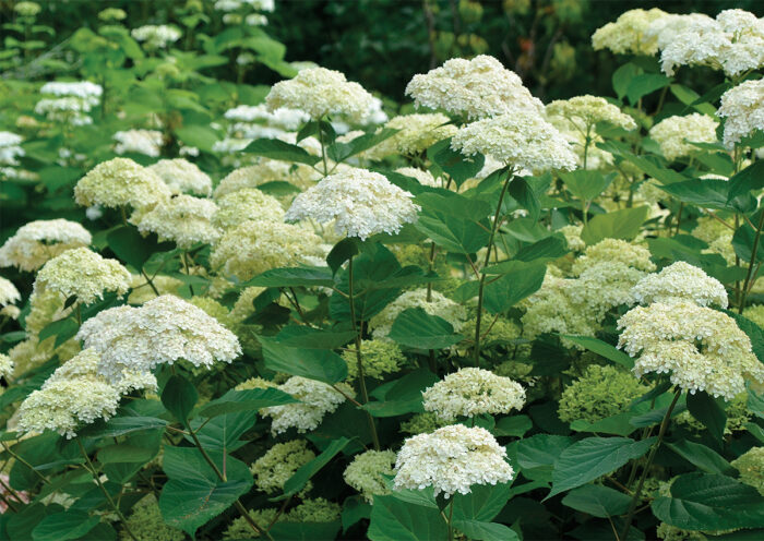 The Best Native Hydrangeas: Plant Trial Results - Fine Gardening