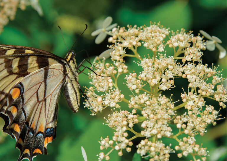 The Best Native Hydrangeas: Plant Trial Results - Fine Gardening