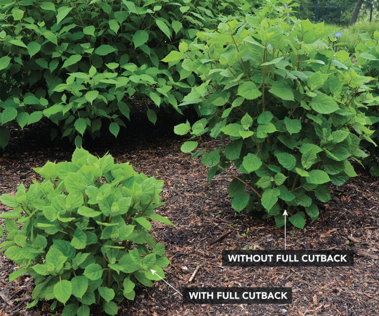 A Better Way to Prune Smooth Hydrangeas - Fine Gardening