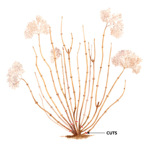 A Better Way to Prune Smooth Hydrangeas - Fine Gardening