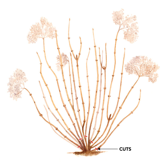 A Better Way to Prune Smooth Hydrangeas - Fine Gardening