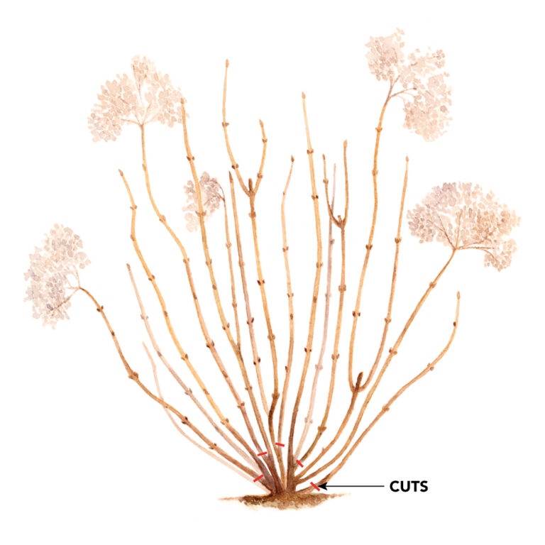A Better Way to Prune Smooth Hydrangeas - Fine Gardening