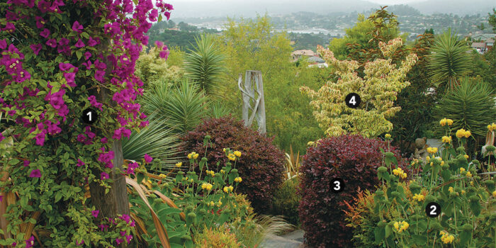 Gorgeous Drought-Tolerant Garden Plans and Ideas - Fine Gardening
