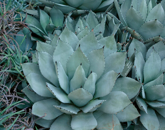 How to Identify a Drought-Tolerant Plant - Fine Gardening