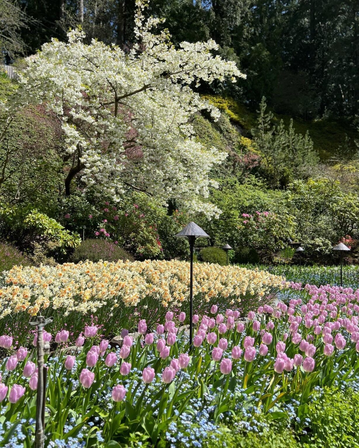 GPOD on the Road: Spring at Butchart - Fine Gardening