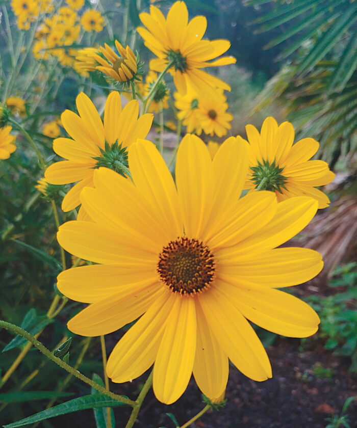 Peak-Season Perennials for the South - Fine Gardening