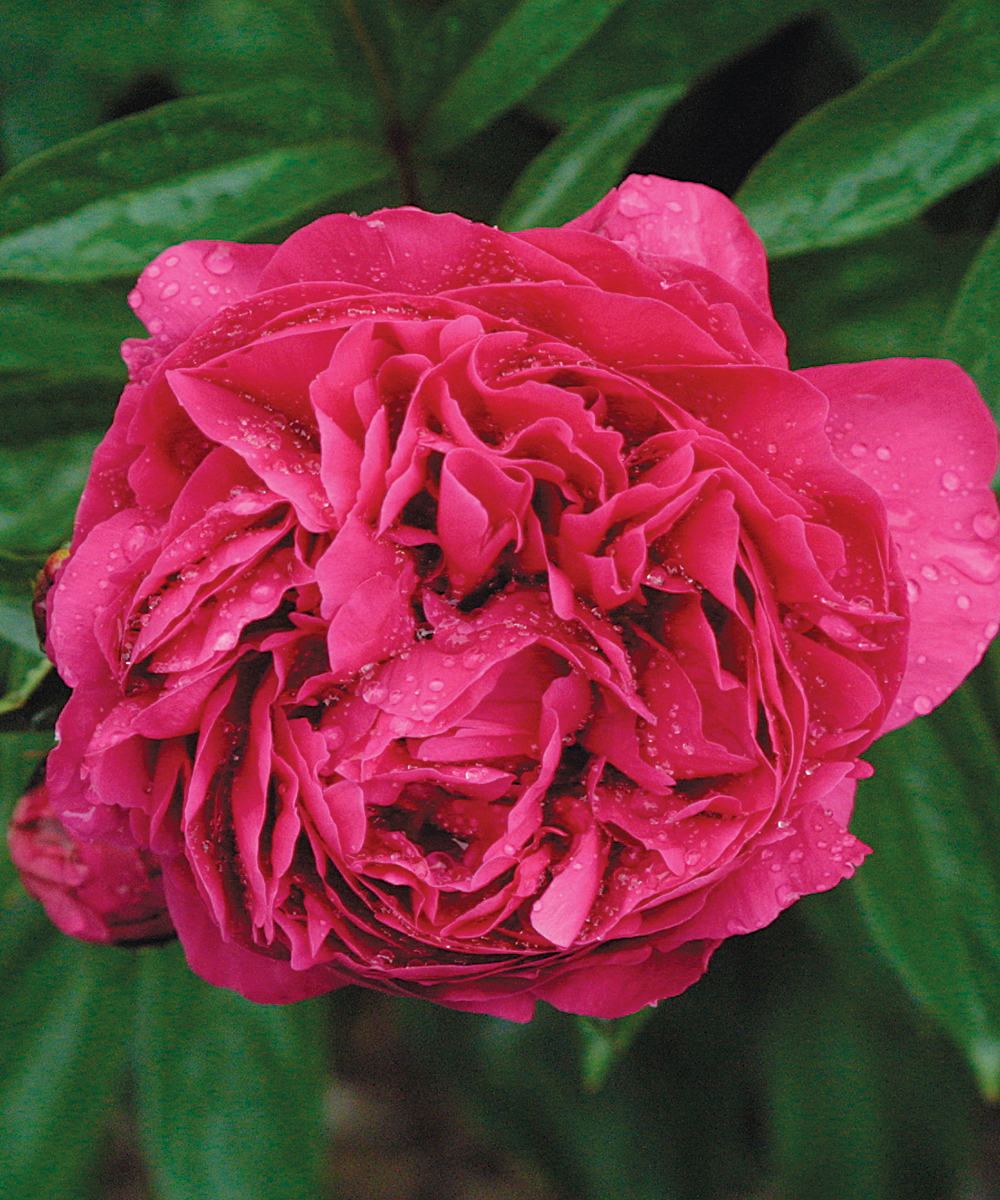 Peak Season Perennials For The Northeast FineGardening