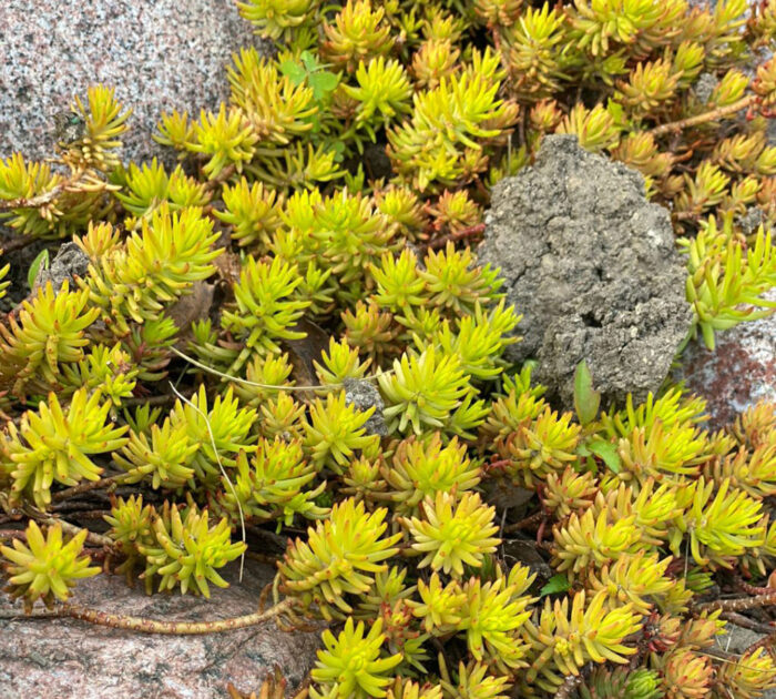 Creeping Plants for Sunny Spots in the Northern Plains - Fine Gardening