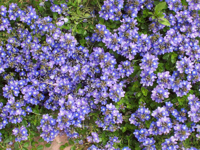 Creeping Plants for Sunny Spots in the Northern Plains - Fine Gardening